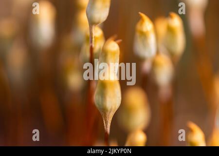 A selective focus shot of Polytrichum commune Stock Photo - Alamy