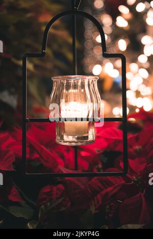 A vertical shallow focus selective shot of a pink double tulip flower ...
