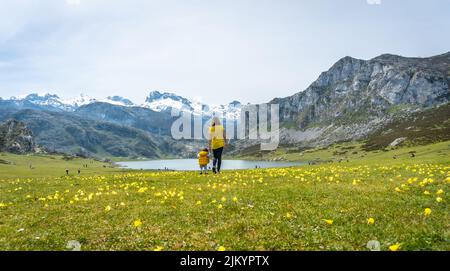 Yellow flowers in the mountains, Asturias. Spain Stock Photo - Alamy