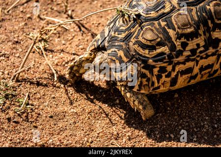 Leopard Tortoise in Tanzania Stock Photo - Alamy