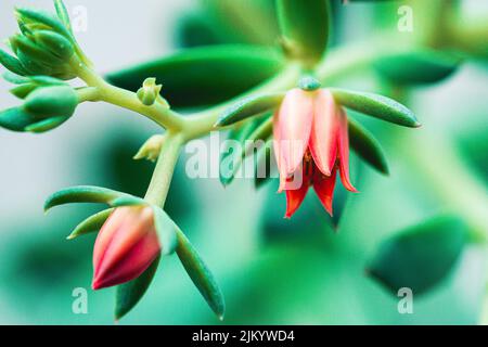 A closeup shot of red sedum flowers against a blue sky on a sunny day ...
