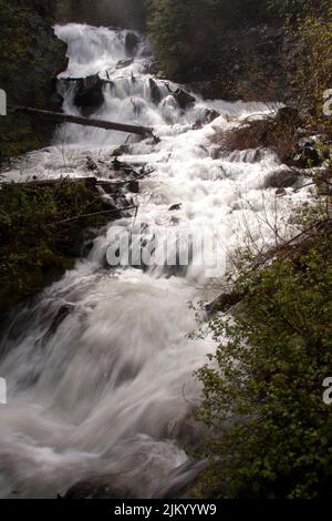 A vertical shot of a river flowing in a forest surrounded by lush green ...
