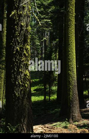 A vertical shot of growing dense trees covered by moss in forest Stock ...