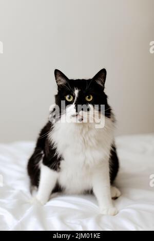 Vertical closeup shot of a furry tabby cat staring straight Stock Photo ...