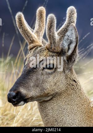 A selective focus shot of a deer in the field Stock Photo - Alamy