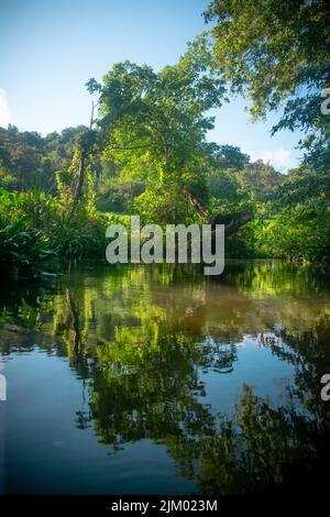 A beautiful shot of trees reflected on a lake Stock Photo - Alamy