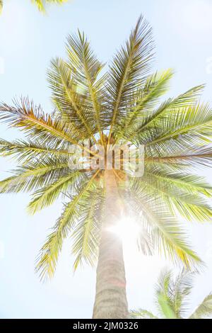 A vertical low angle shot of palm tree swaying in the wind on a beach ...