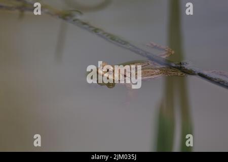 Toad in the breeding season in a pond Stock Photo - Alamy