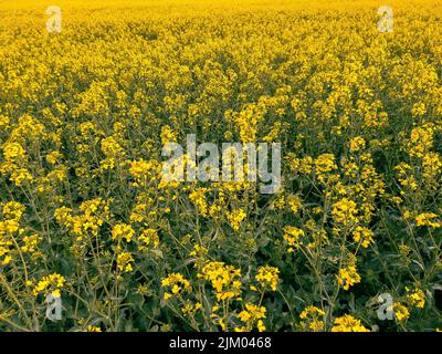 Field of flowes Stock Photo - Alamy