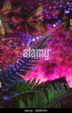 Closeup shot of the green leaves of a Polypodiophyta plant on a black ...