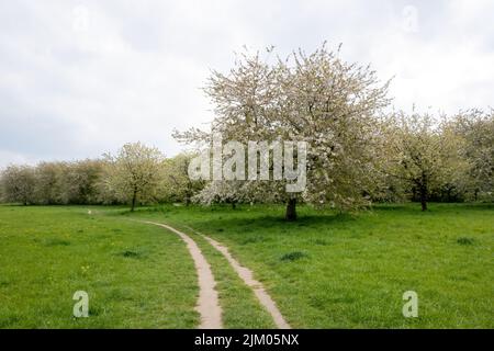 a shot of green field with small path Stock Photo - Alamy