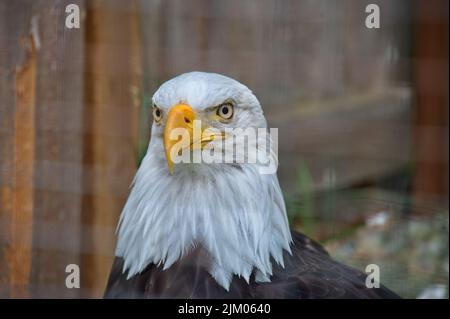 Portrait of eagle in animal sanctuary Stock Photo - Alamy