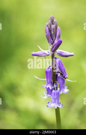 A vertical closeup shot of Common Bluebell flowers with a bee on one of ...