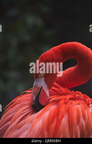Vertical shot of an American flamingo Stock Photo - Alamy