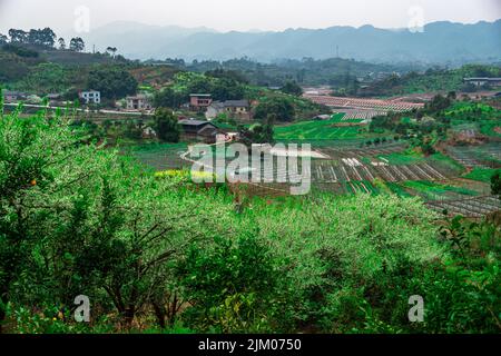 A beautiful agricultural field with evergreen trees on a foggy day ...