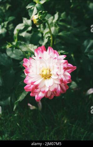A closeup shot of white dahlia flowers in a garden in daylight on a ...