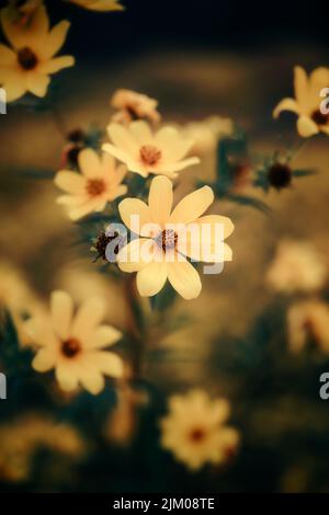 A selective focus shot of a blooming yellow rose on a dark background ...