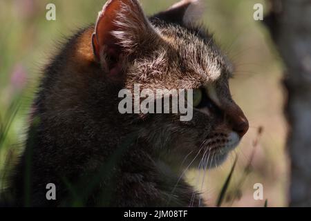 A shallow focus shot of the cat grass in the garden on a sunny day with ...
