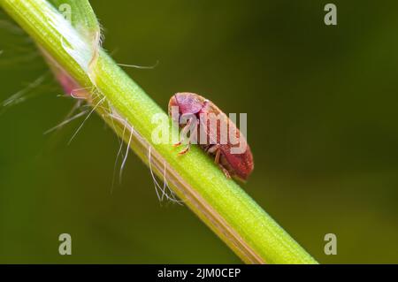 a brown bug sits on a stalk in a meadow Stock Photo - Alamy