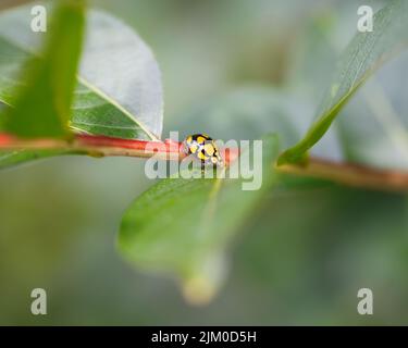 Closeup shot of a ladybug on a tree branch Stock Photo - Alamy