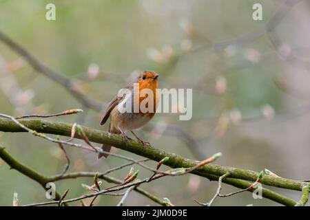 A closeup shot of a European robin bird perched on a branch Stock Photo ...