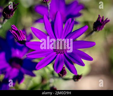 Closeup shot of a purple daisy flower on a blurred background Stock ...