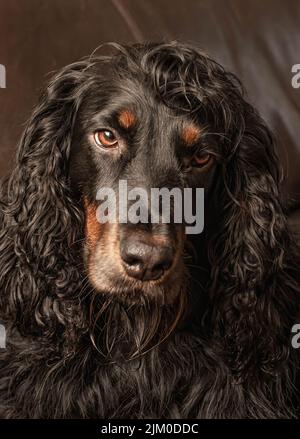 A vertical shot of a fluffy brown dog looking up at a hand holding a ...