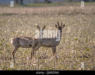 A selective focus shot of a deer in the field Stock Photo - Alamy