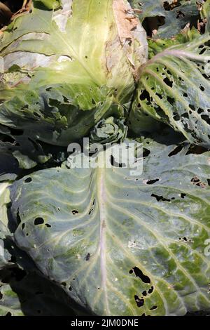 A field with damaged cabbage in the summer season, damaged and ...