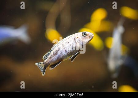 A closeup shot of an African cichlid fish swimming underwater in the ...
