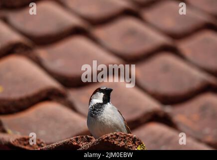 Sparrow on the roof of a bird house Stock Photo - Alamy