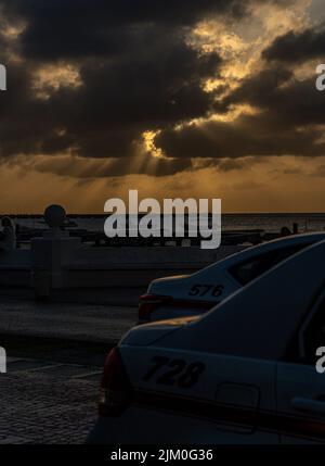 A beautiful shot of the sun shining through thin trees in a forest ...