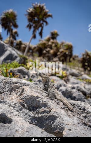A vertical shot of a lizard on the rock isolated on a blurred ...
