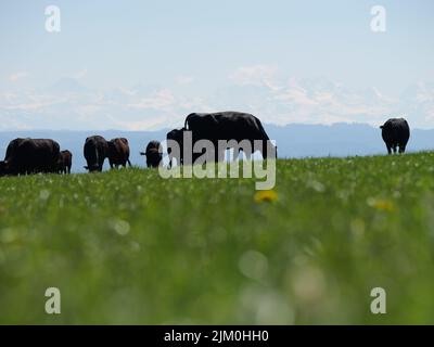 A beautiful shot of a herd of cows in a field in Huizhou, China Stock ...