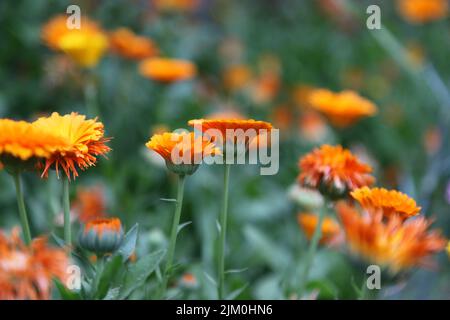 Vibrant orange calendulas growing in a garden Stock Photo - Alamy