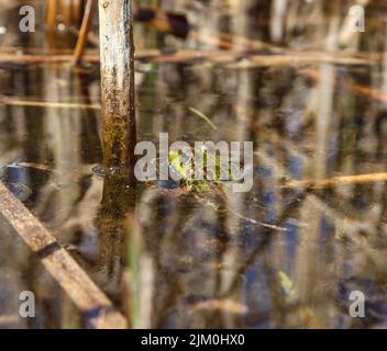 A closeup shot of a frog in the pond Stock Photo - Alamy
