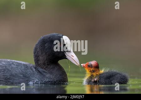 A closeup shot of a coot mother bird feeding its babies in the water ...