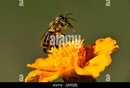 A selective focus shot of a bee sitting on a flower and collecting ...