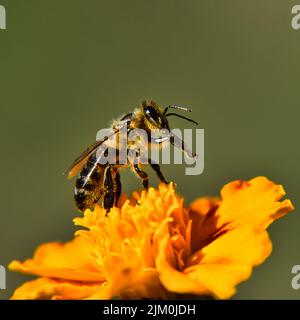 A selective focus shot of a bee sitting on a flower and collecting ...