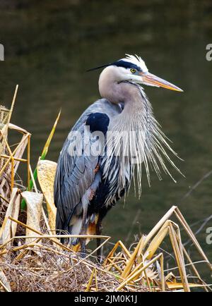 A vertical shot of a field river against the mountains background Stock ...