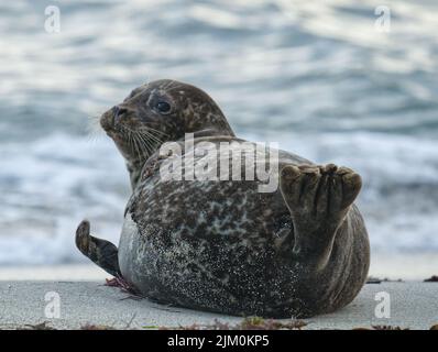 Closeup shot of sea lions on the beach Stock Photo - Alamy