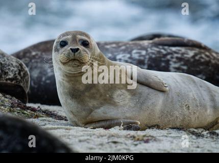 A beautiful shot of a sea lion on rocks at the beach in Katiki Point ...
