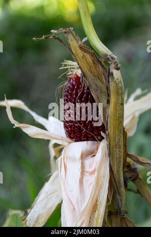 Cob of red strawberry corn on the plant Stock Photo - Alamy