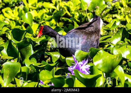 A closeup shot of a common moorhen bird ruffling its feathers Stock ...