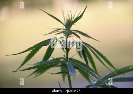 A selective focus shot of marijuana plant leaf with water droplets on ...