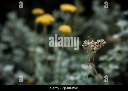 The Tanacetum is a genus of about 160 species of flowering plants in ...