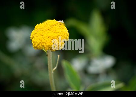 The Tanacetum is a genus of about 160 species of flowering plants in ...