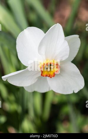 A closeup shot of a white daffodil in a botanical garden Stock Photo ...