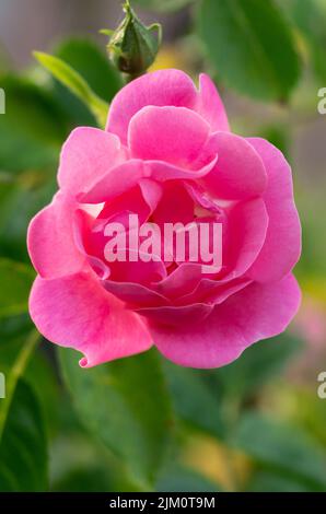 A selective focus shot of a bright pink Rose with raindrops in a garden ...