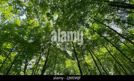 A low angle shot of tall green yellow chestnut trees in a forest Stock ...
